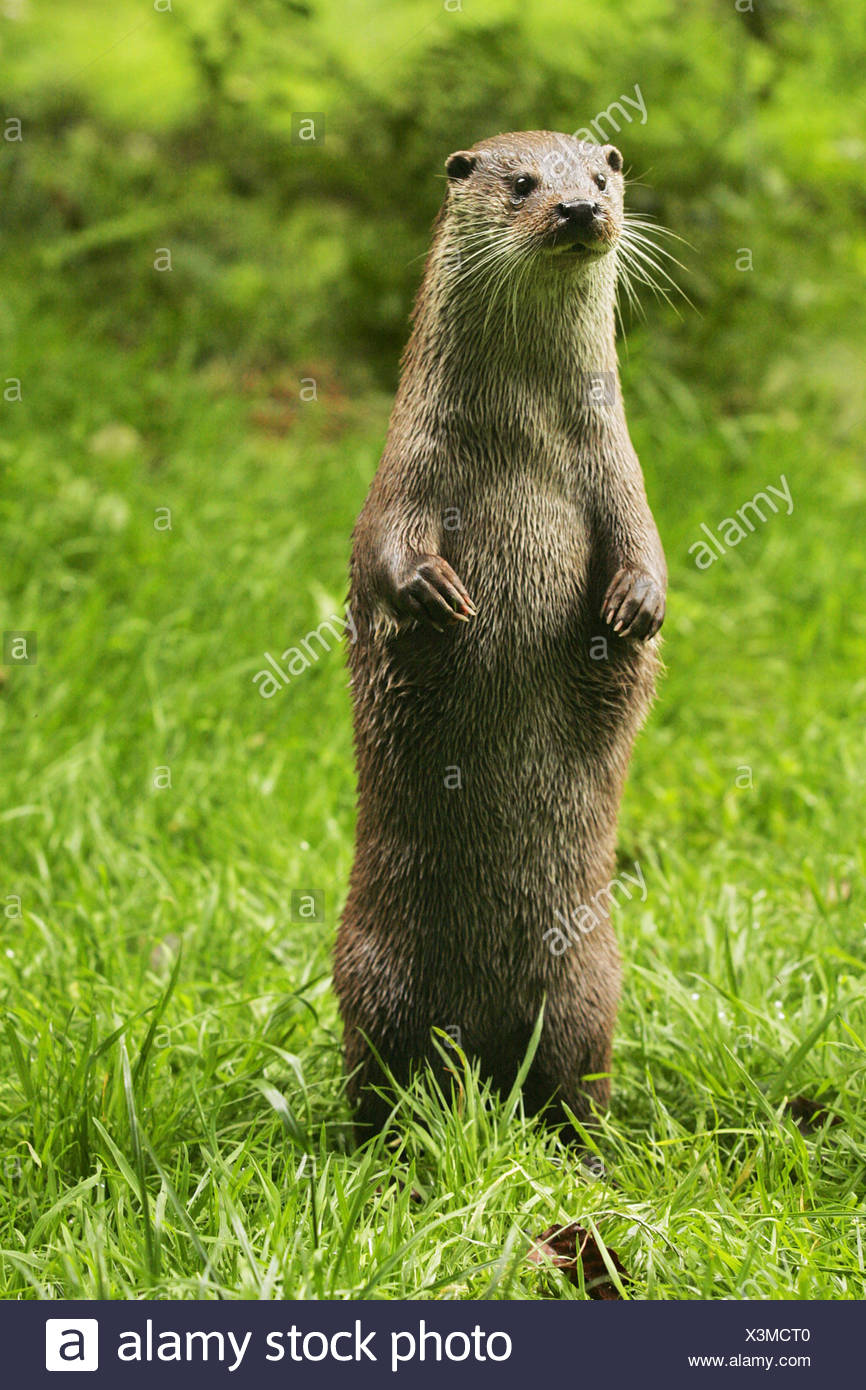 Otters Standing Up High Resolution Stock Photography and Images - Alamy