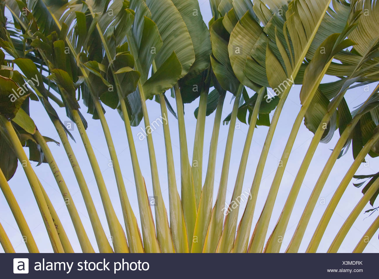 Fan Palm Tree High Resolution Stock Photography and Images - Alamy