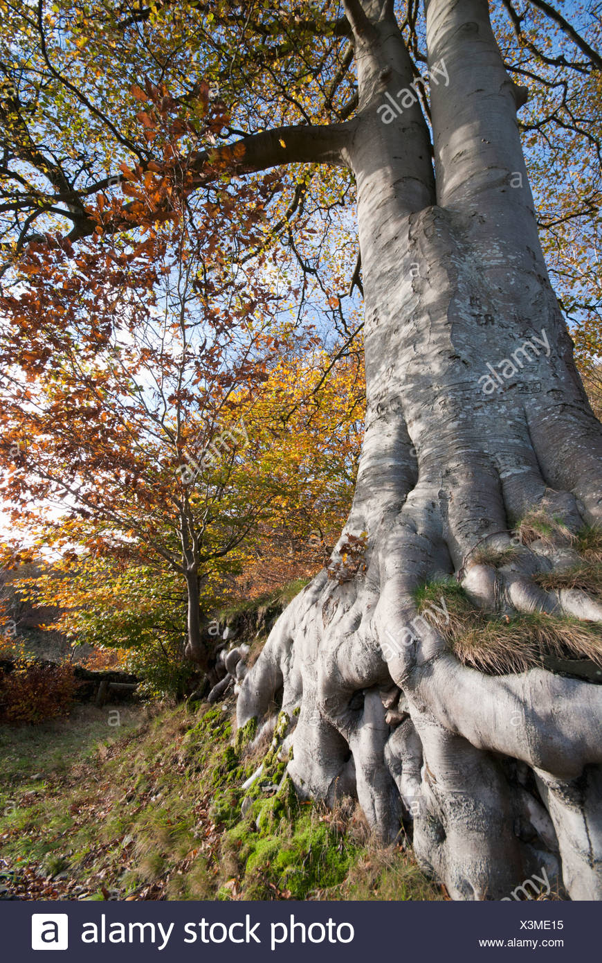 Twisted Beech Tree Fagus Sylvatica High Resolution Stock Photography ...