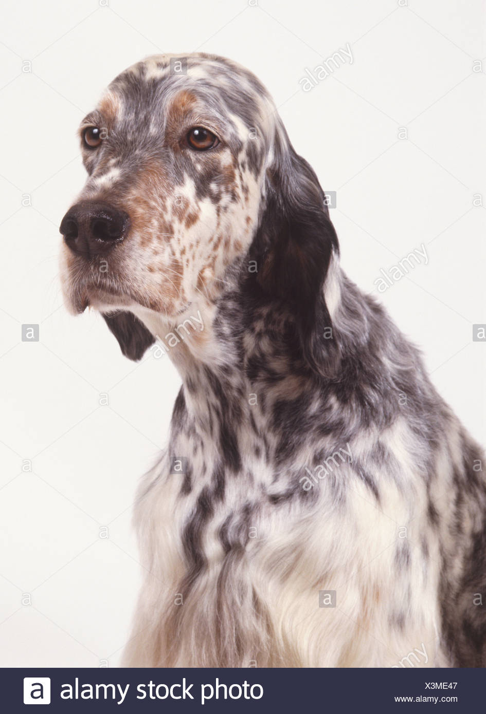 English Working Dogs High Resolution Stock Photography and Images - Alamy