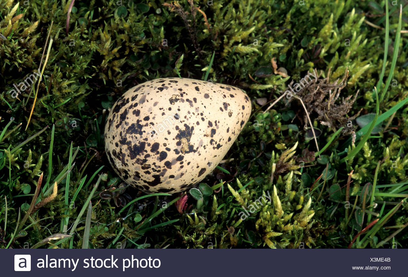 Lapwing Egg High Resolution Stock Photography and Images - Alamy