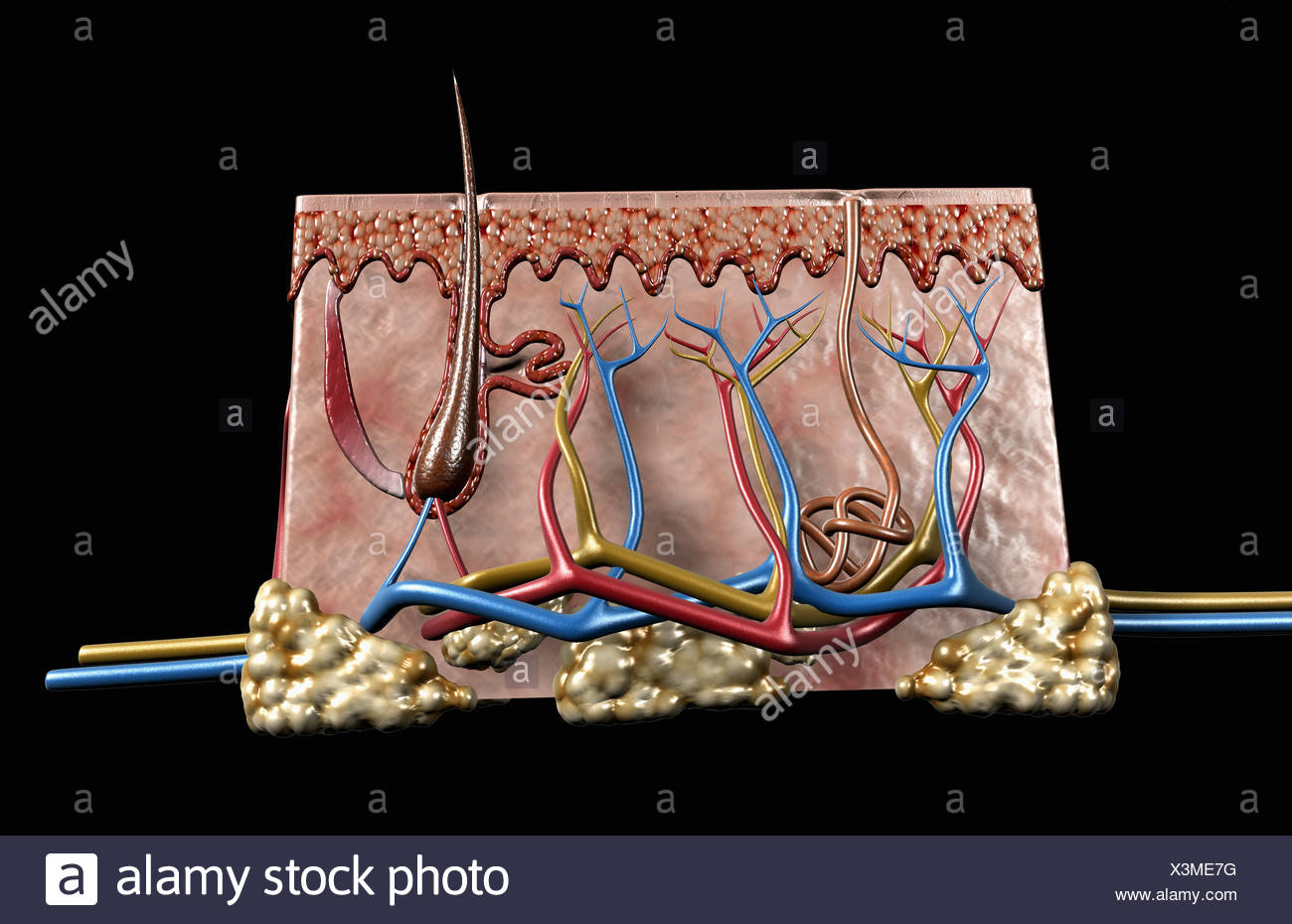 Human Integumentary System High Resolution Stock Photography and Images ...