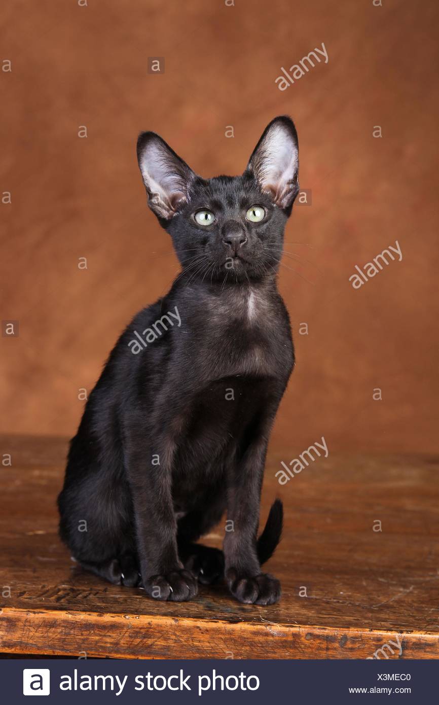 Oriental Shorthair Cat High Resolution Stock Photography and Images - Alamy