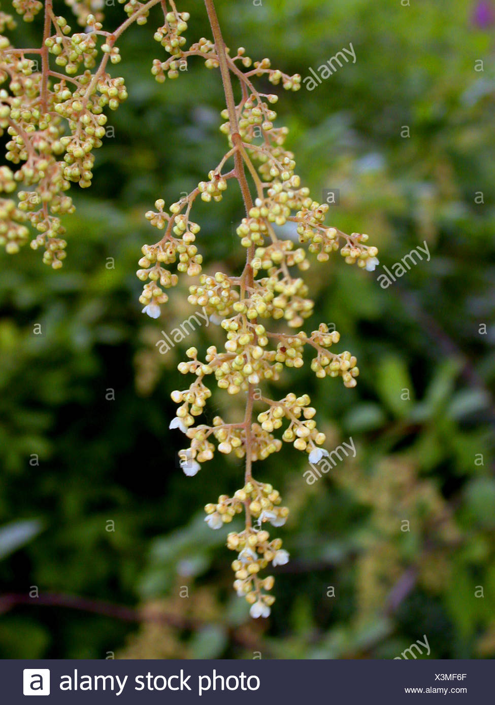 Meliosma Stock Photos & Meliosma Stock Images - Alamy