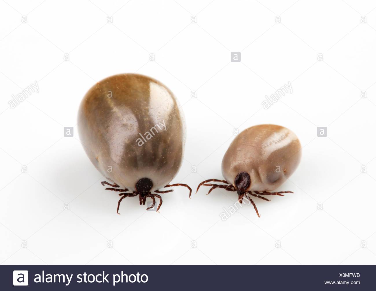 Ticks Parasite Stock Photos & Ticks Parasite Stock Images - Alamy