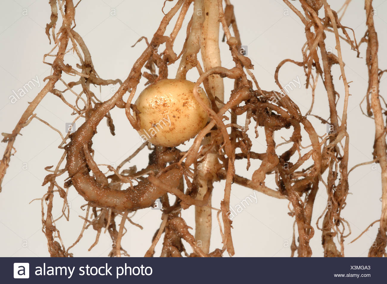 Potato Nematode High Resolution Stock Photography and Images - Alamy