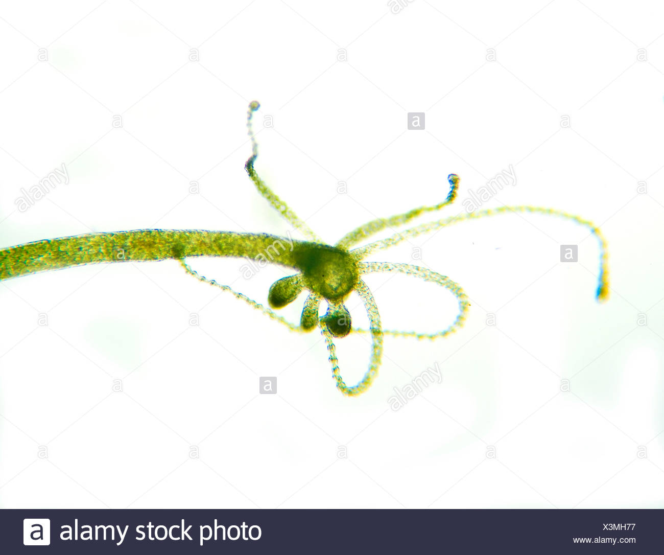 Hydra Microscope Stock Photos & Hydra Microscope Stock Images - Alamy