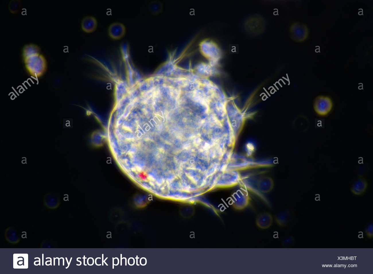 Copepods Stock Photos & Copepods Stock Images - Alamy