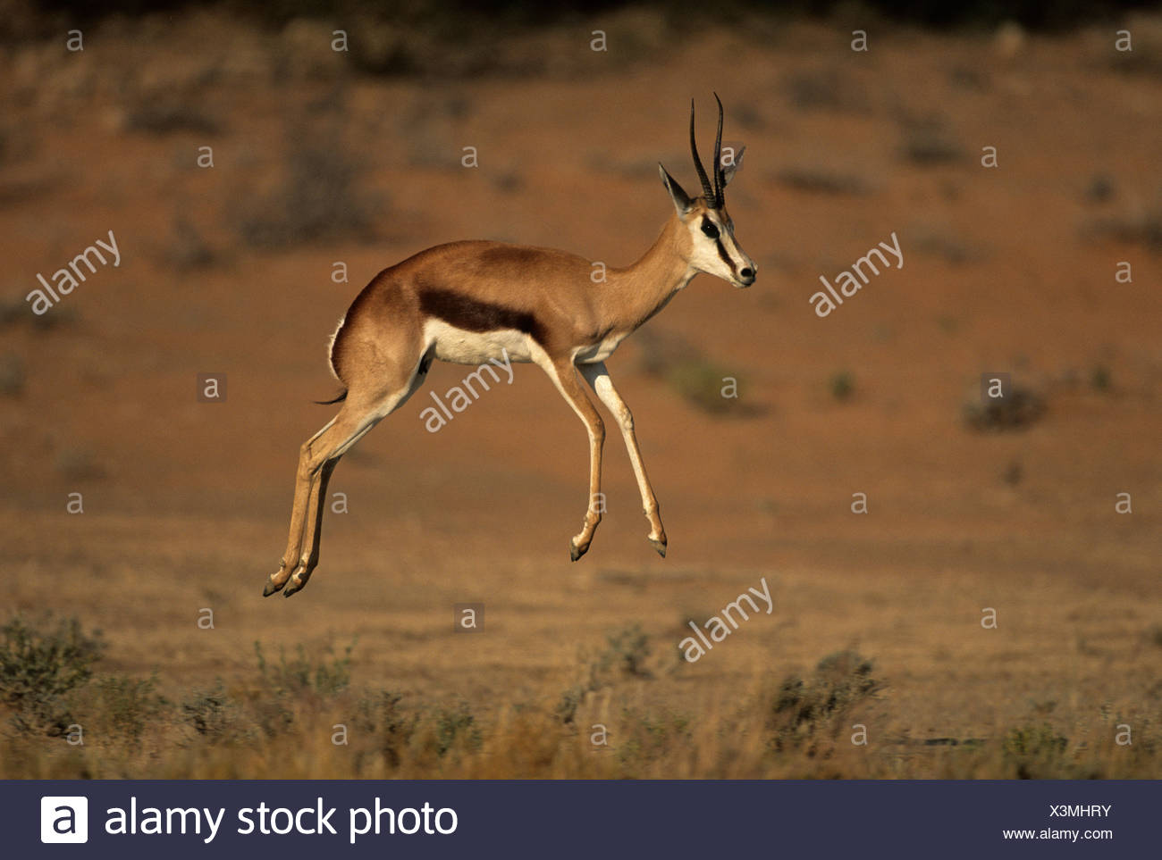 Stotting High Resolution Stock Photography and Images - Alamy