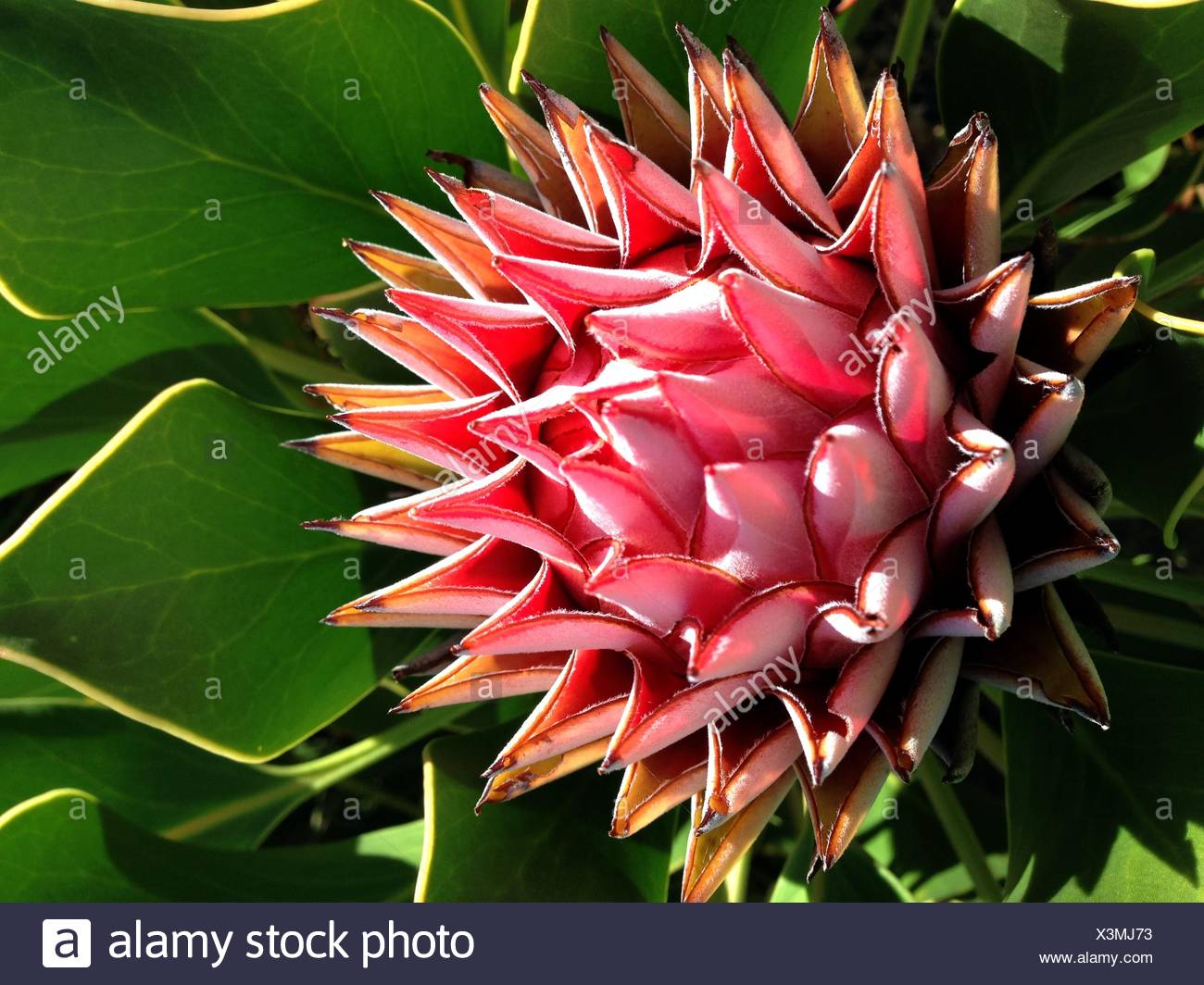 Fynbos Flower High Resolution Stock Photography and Images - Alamy