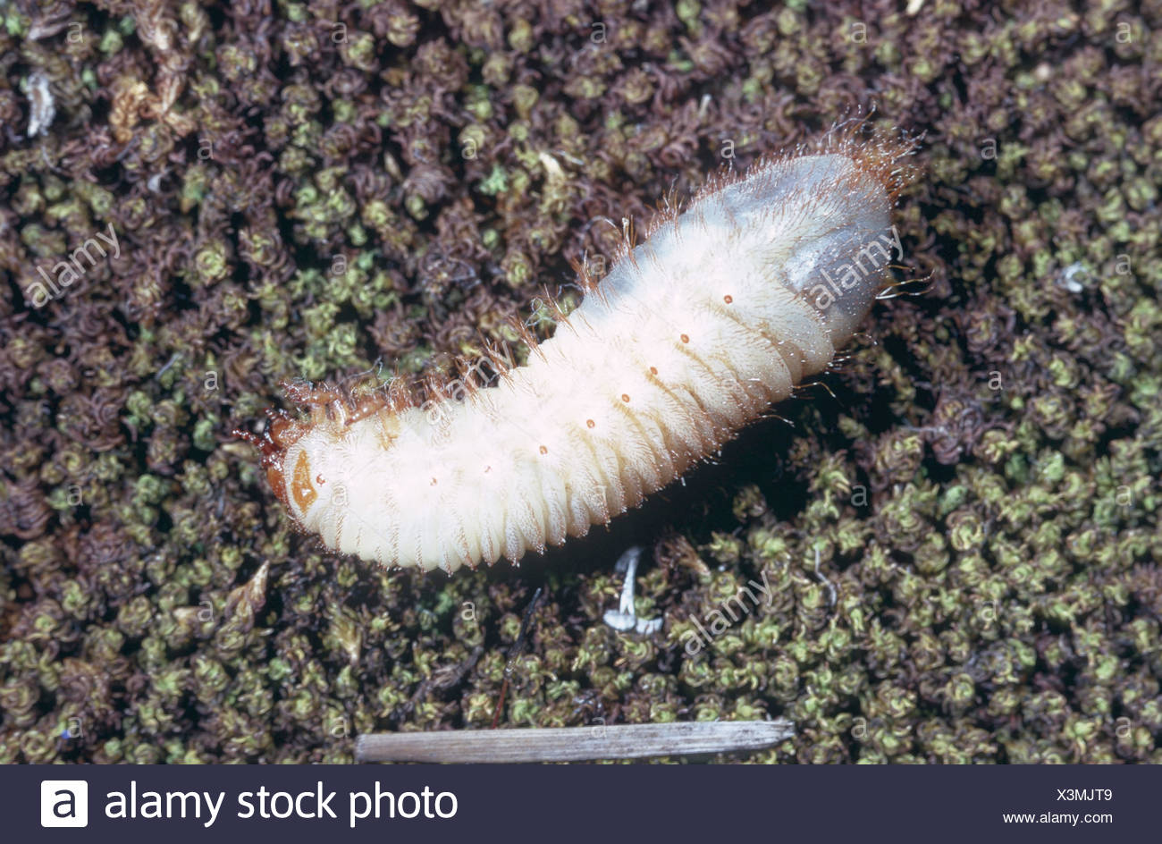 Dung Beetle Larvae High Resolution Stock Photography and Images - Alamy