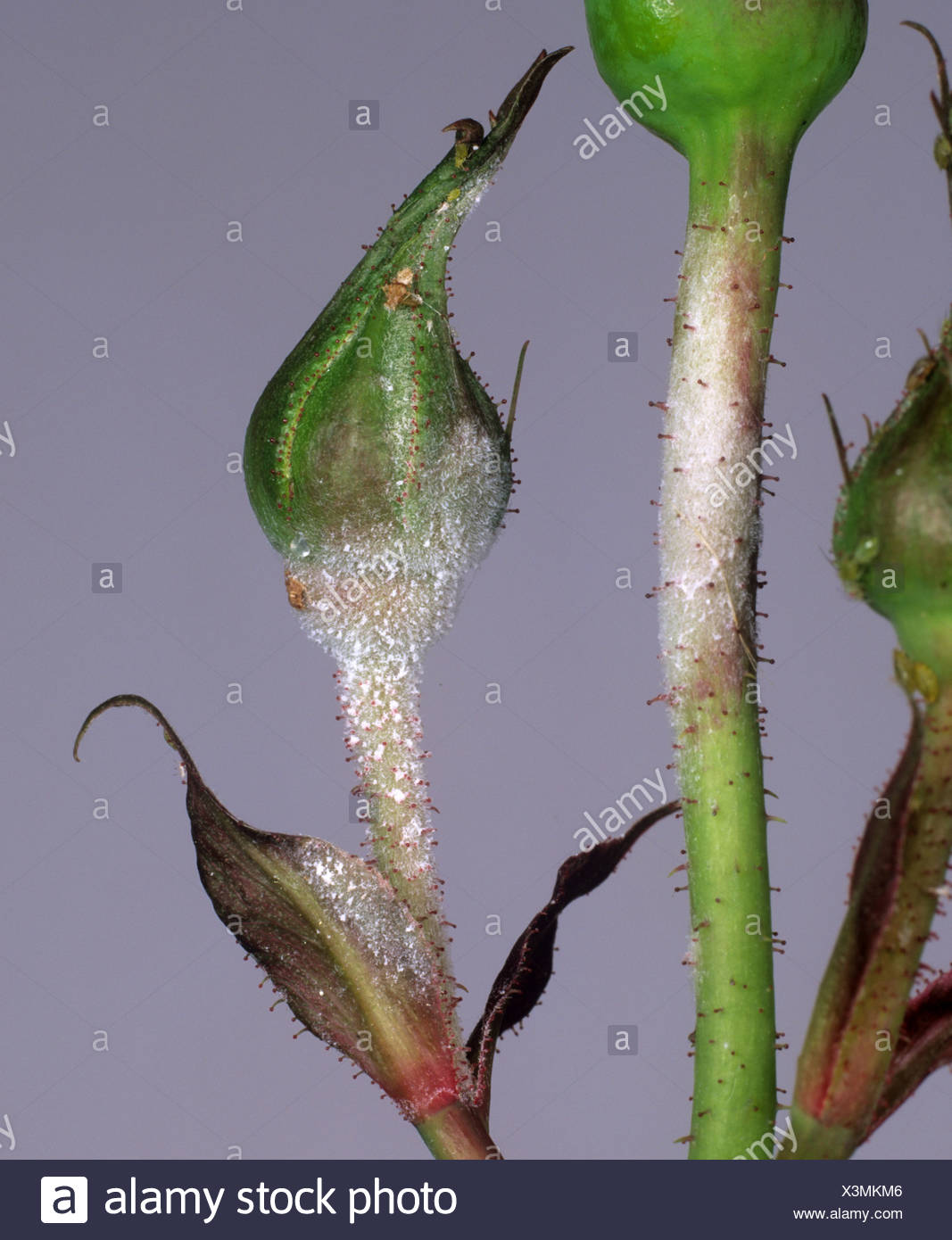 Sphaerotheca High Resolution Stock Photography and Images - Alamy