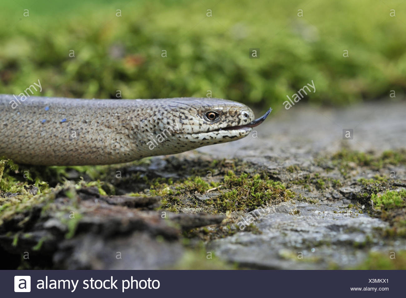 Anguidae High Resolution Stock Photography and Images - Alamy