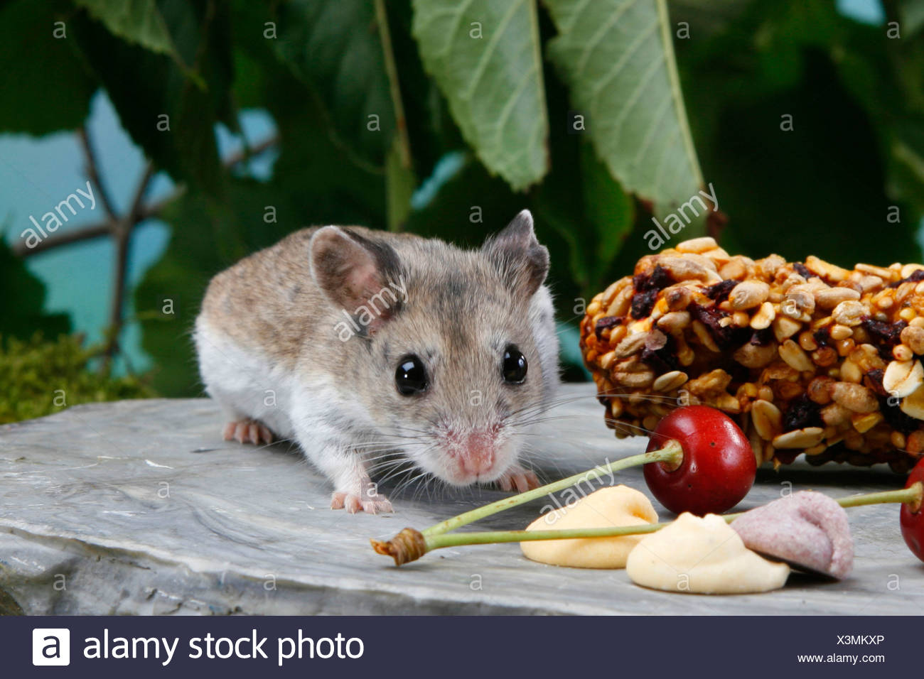 Chinese Hamster Cricetulus Griseus Pet High Resolution Stock ...