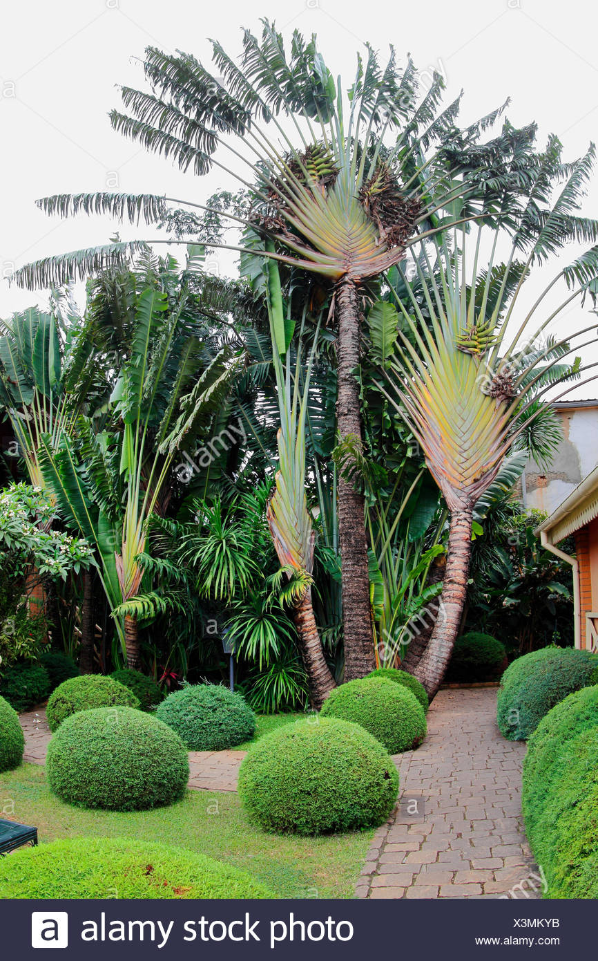 Endemic Plant Madagascar High Resolution Stock Photography and Images ...