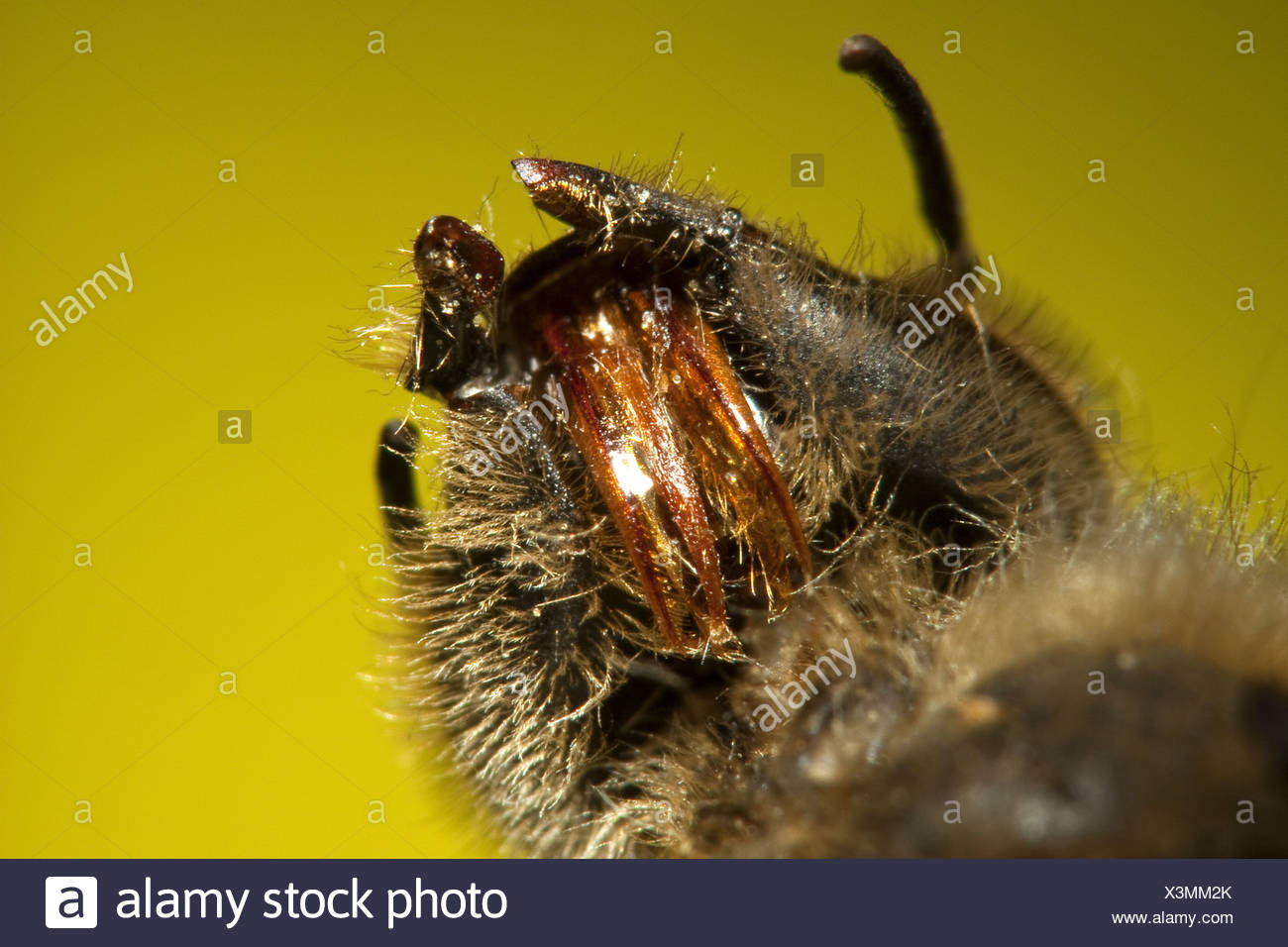 Bee Proboscis Stock Photos & Bee Proboscis Stock Images - Alamy