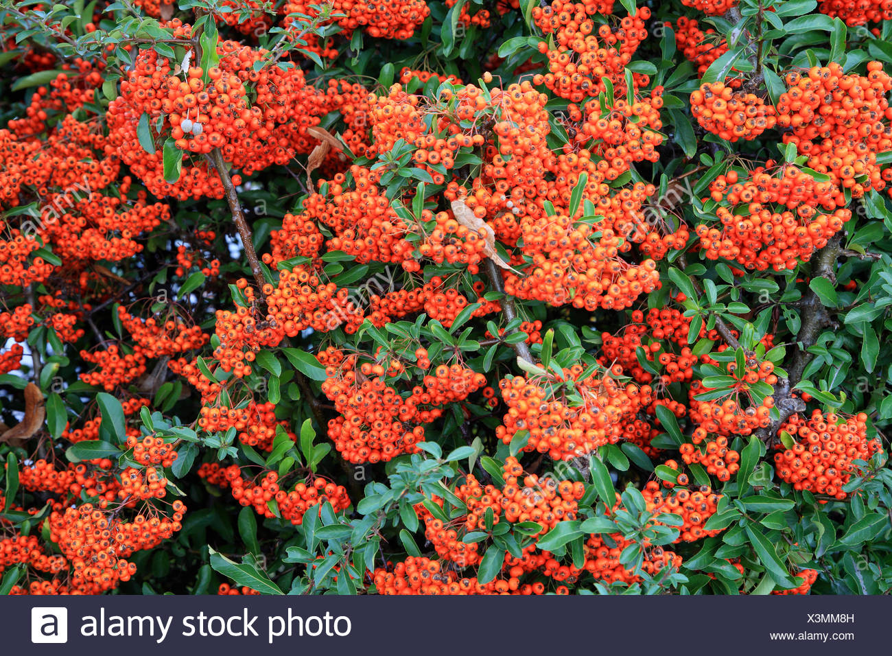 Firethorn Bush High Resolution Stock Photography and Images - Alamy