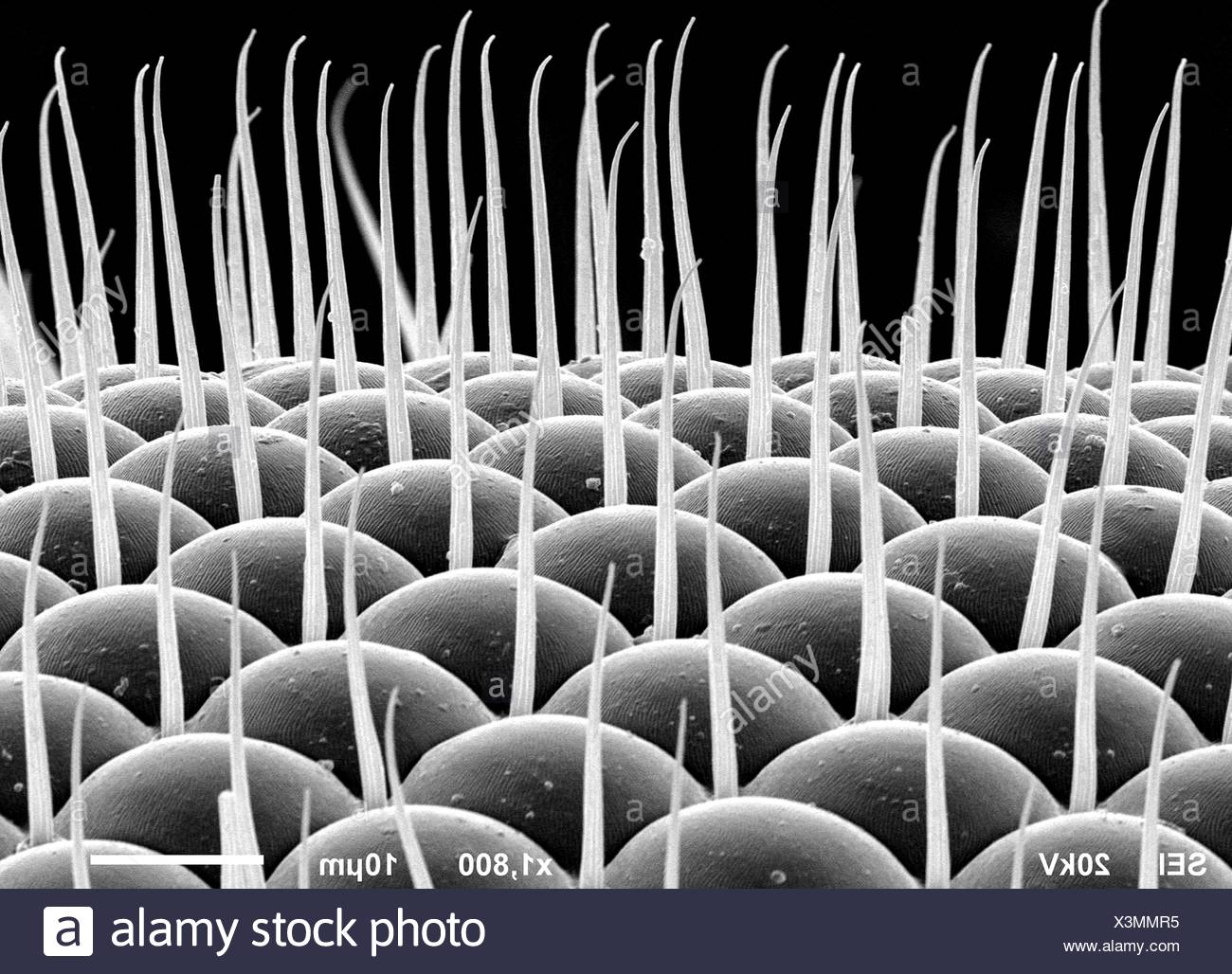 Fruit Fly Microscope Stock Photos & Fruit Fly Microscope Stock Images ...