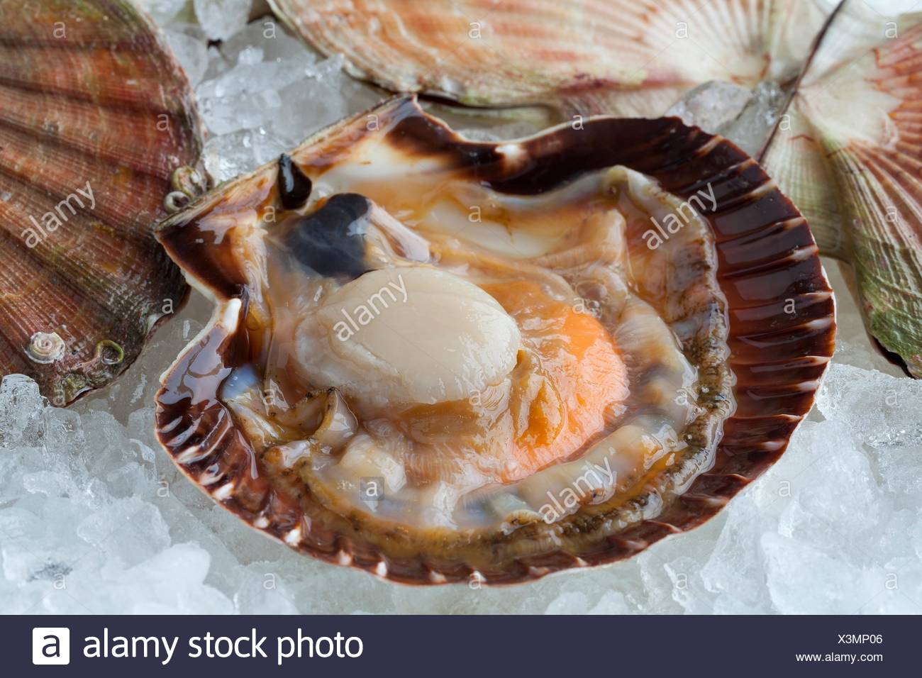 Open Clam Shell High Resolution Stock Photography and Images - Alamy