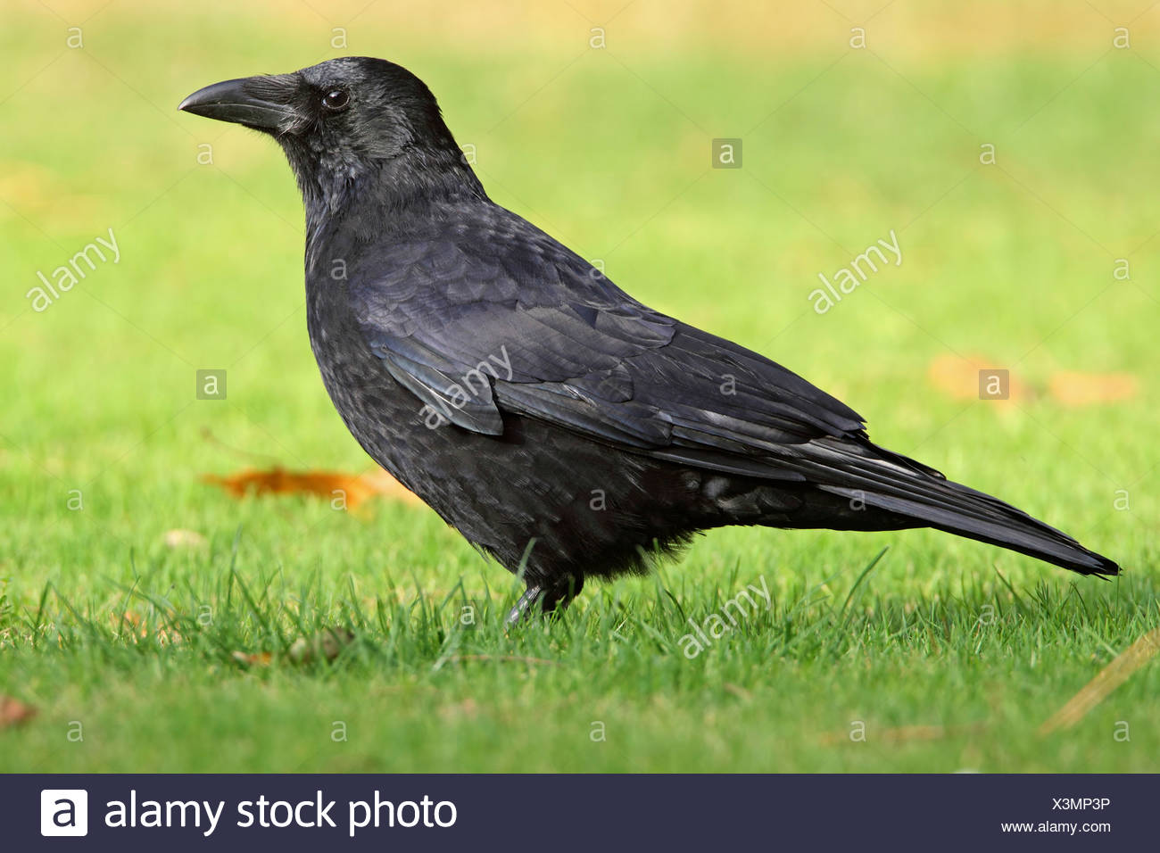 Crows Standing High Resolution Stock Photography and Images - Alamy