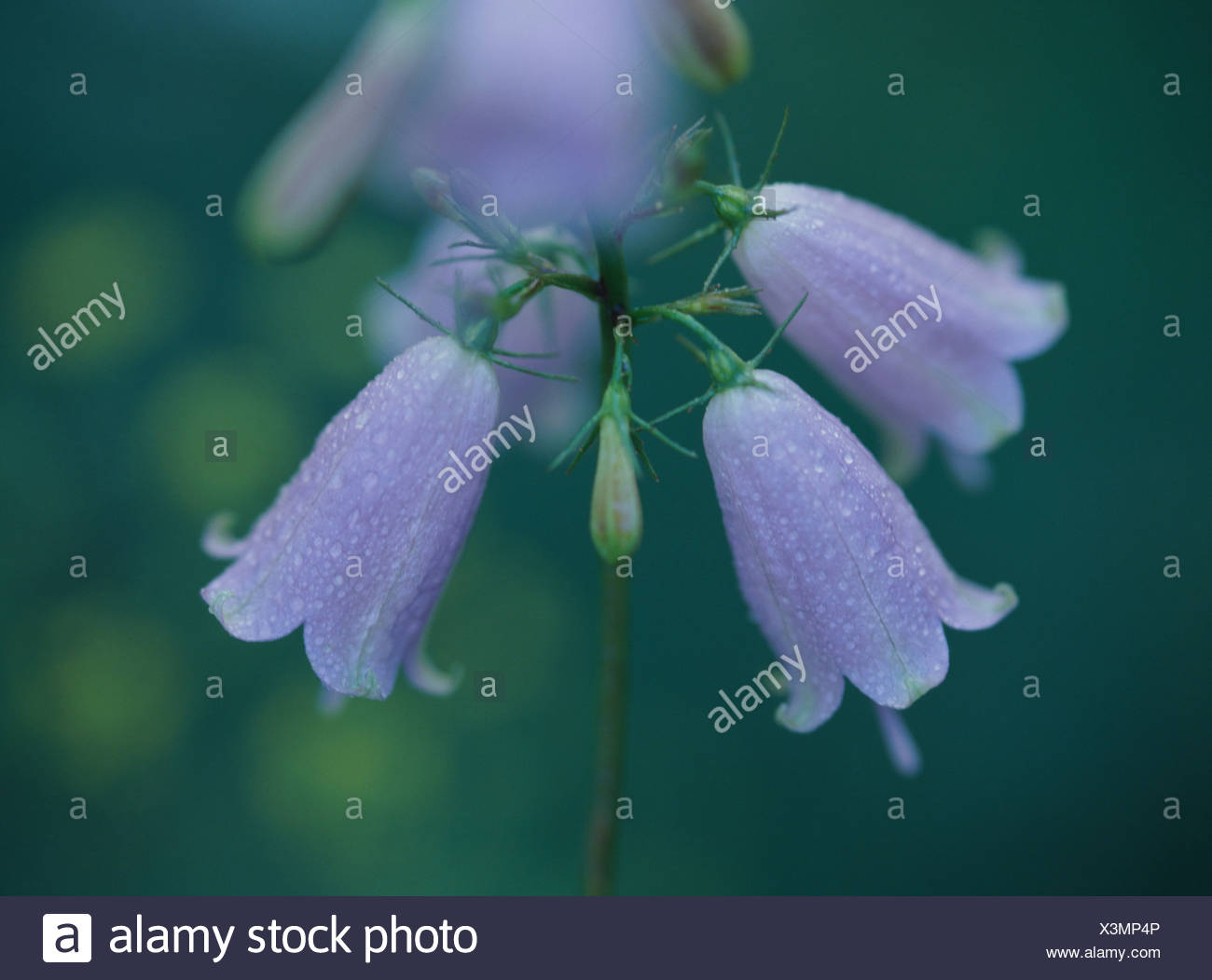 Adenophora High Resolution Stock Photography and Images - Alamy