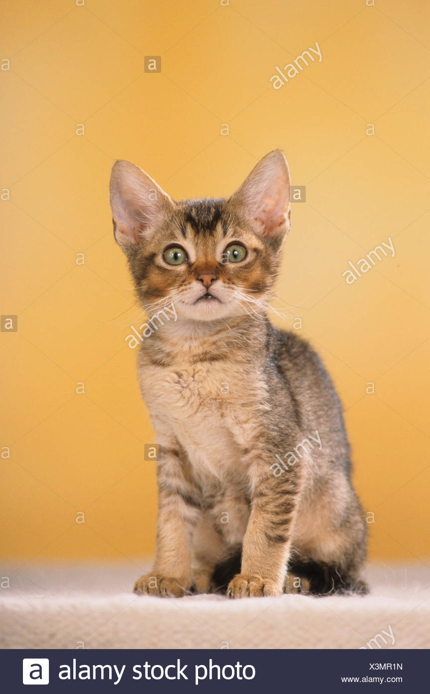 German Rex Cat High Resolution Stock Photography and Images - Alamy