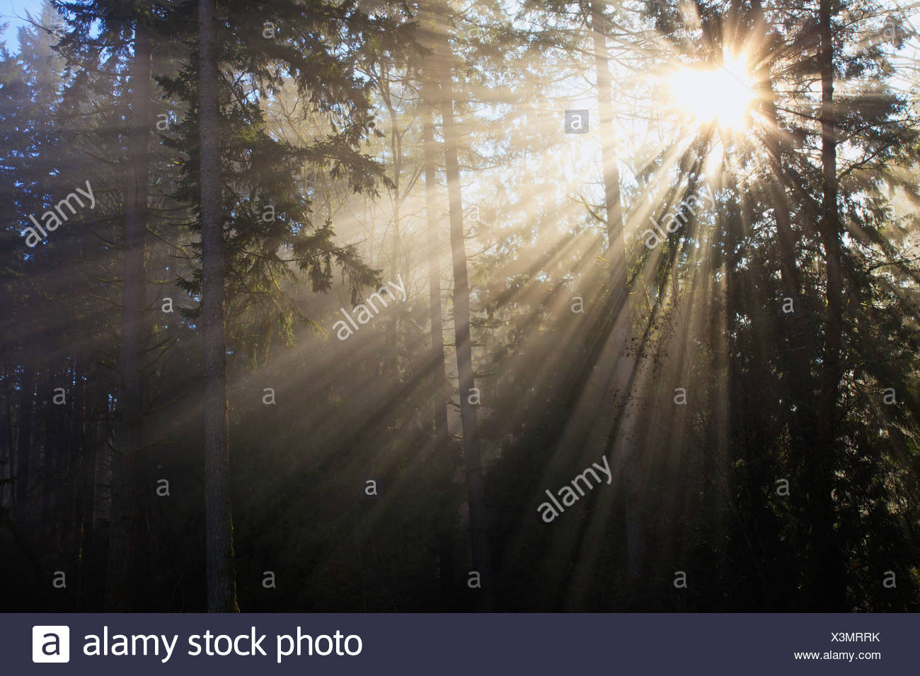 Sun Shining Through Morning Fog High Resolution Stock Photography and ...