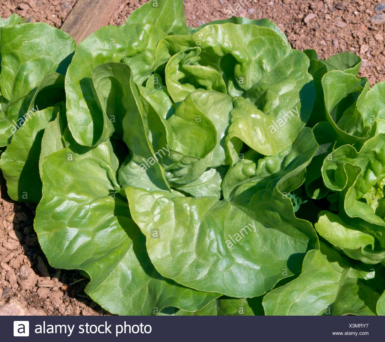 Butterhead Stock Photos & Butterhead Stock Images - Alamy