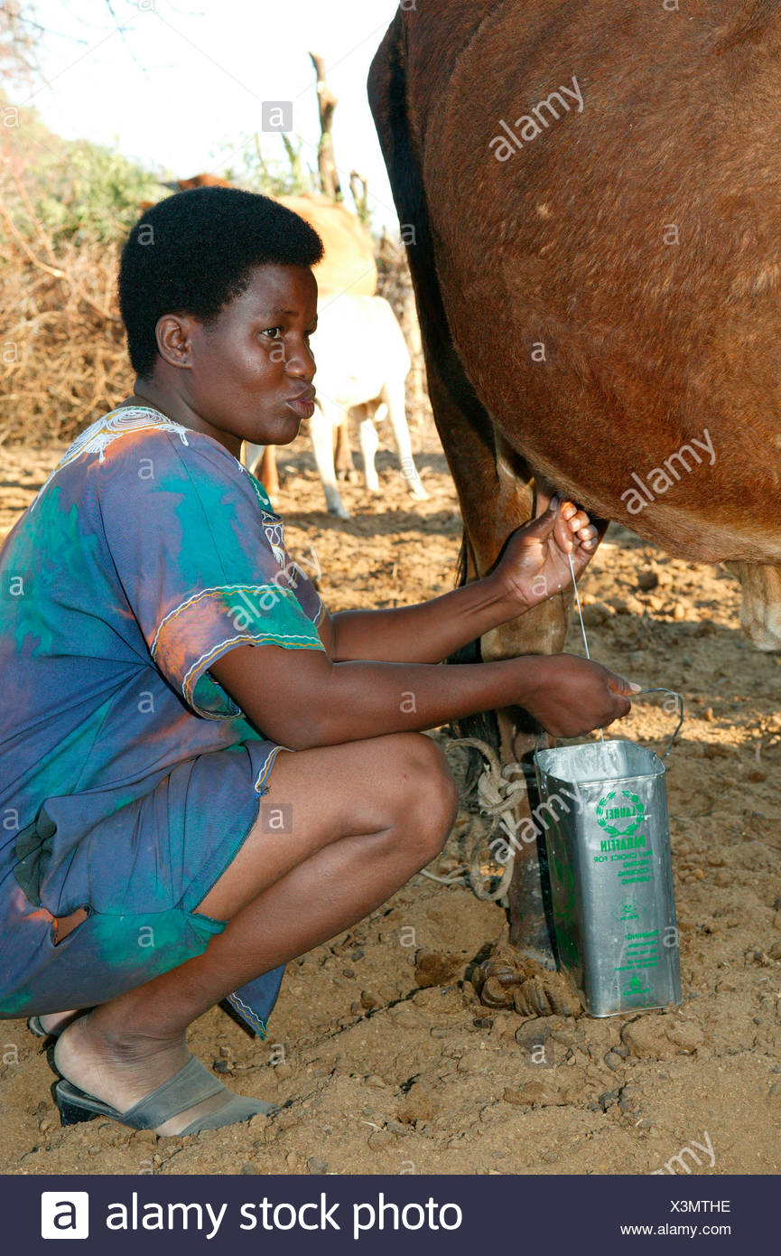 Afrikaner Cow High Resolution Stock Photography and Images - Alamy