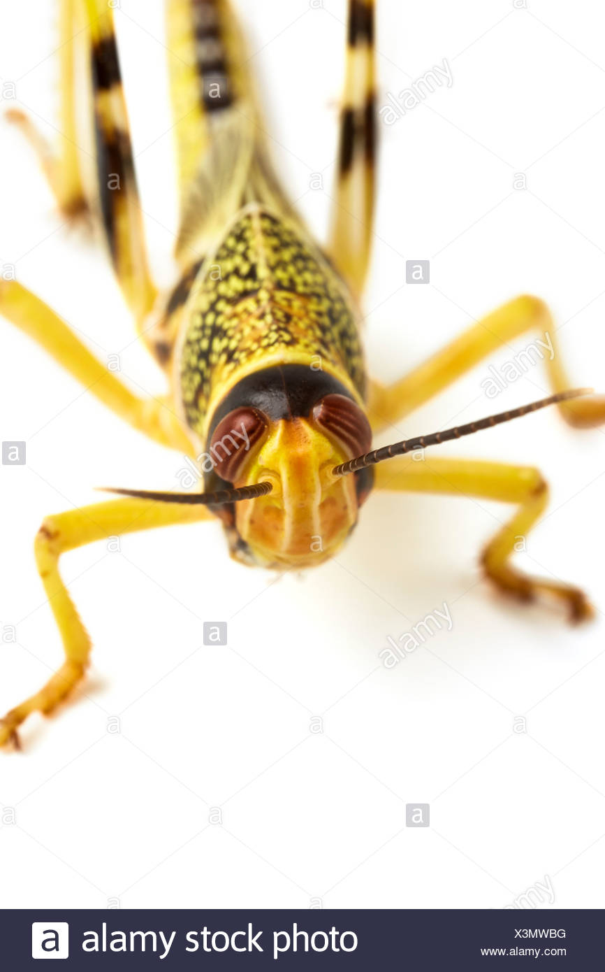Yellow Locust Stock Photos & Yellow Locust Stock Images - Alamy