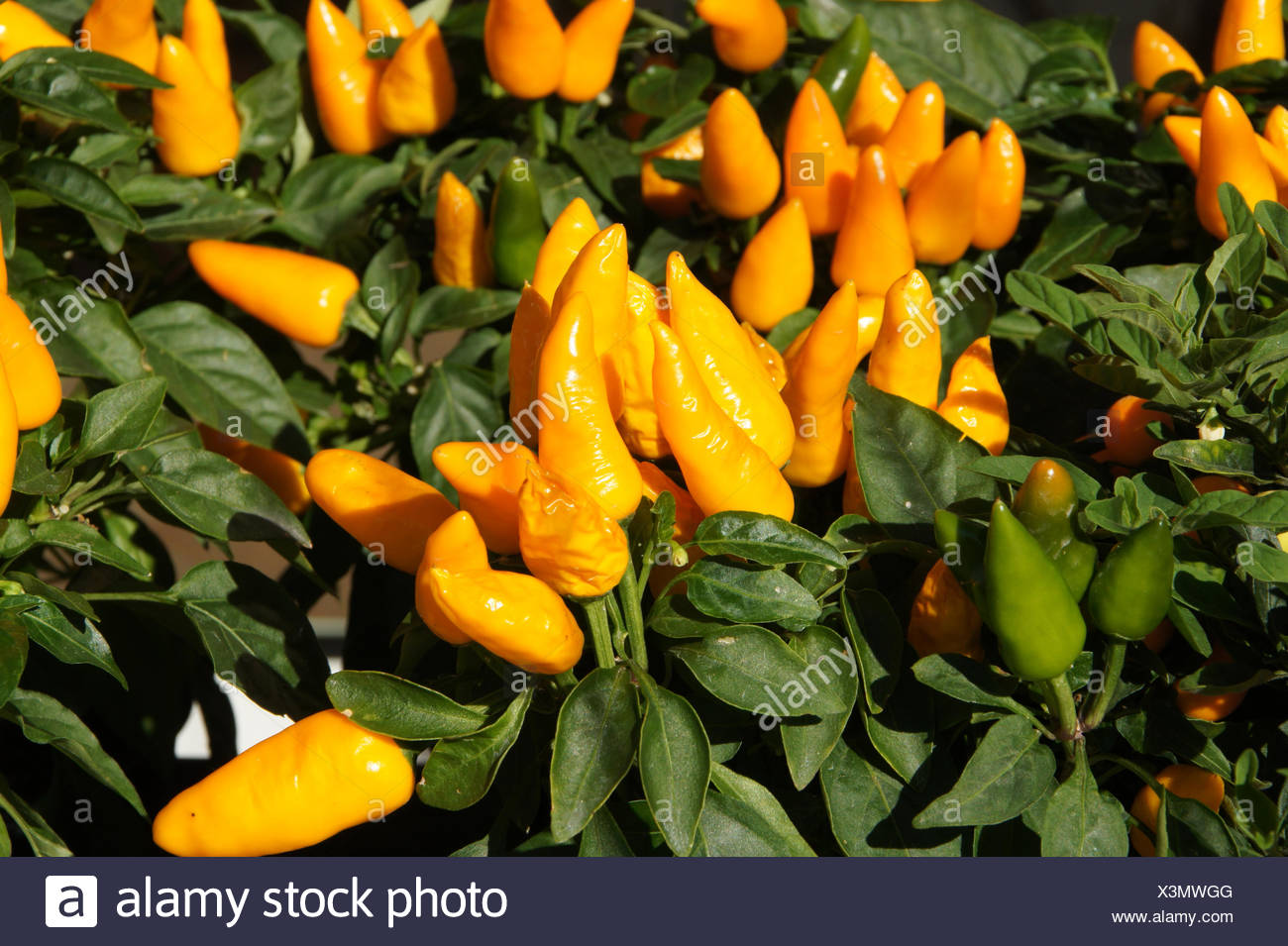 Capsicum Frutescens High Resolution Stock Photography and Images - Alamy