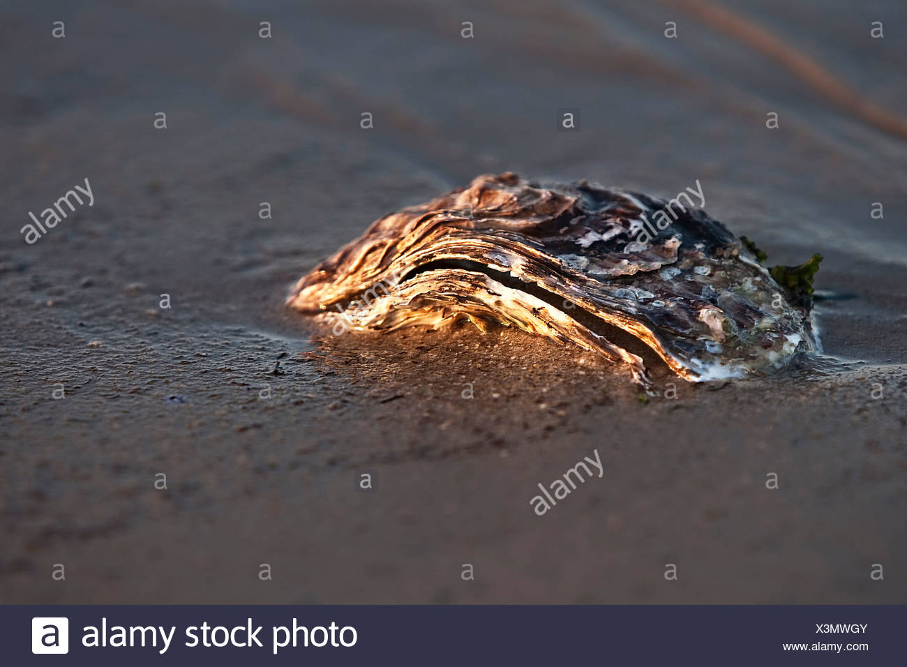 Oysters Ostreidae High Resolution Stock Photography and Images - Alamy