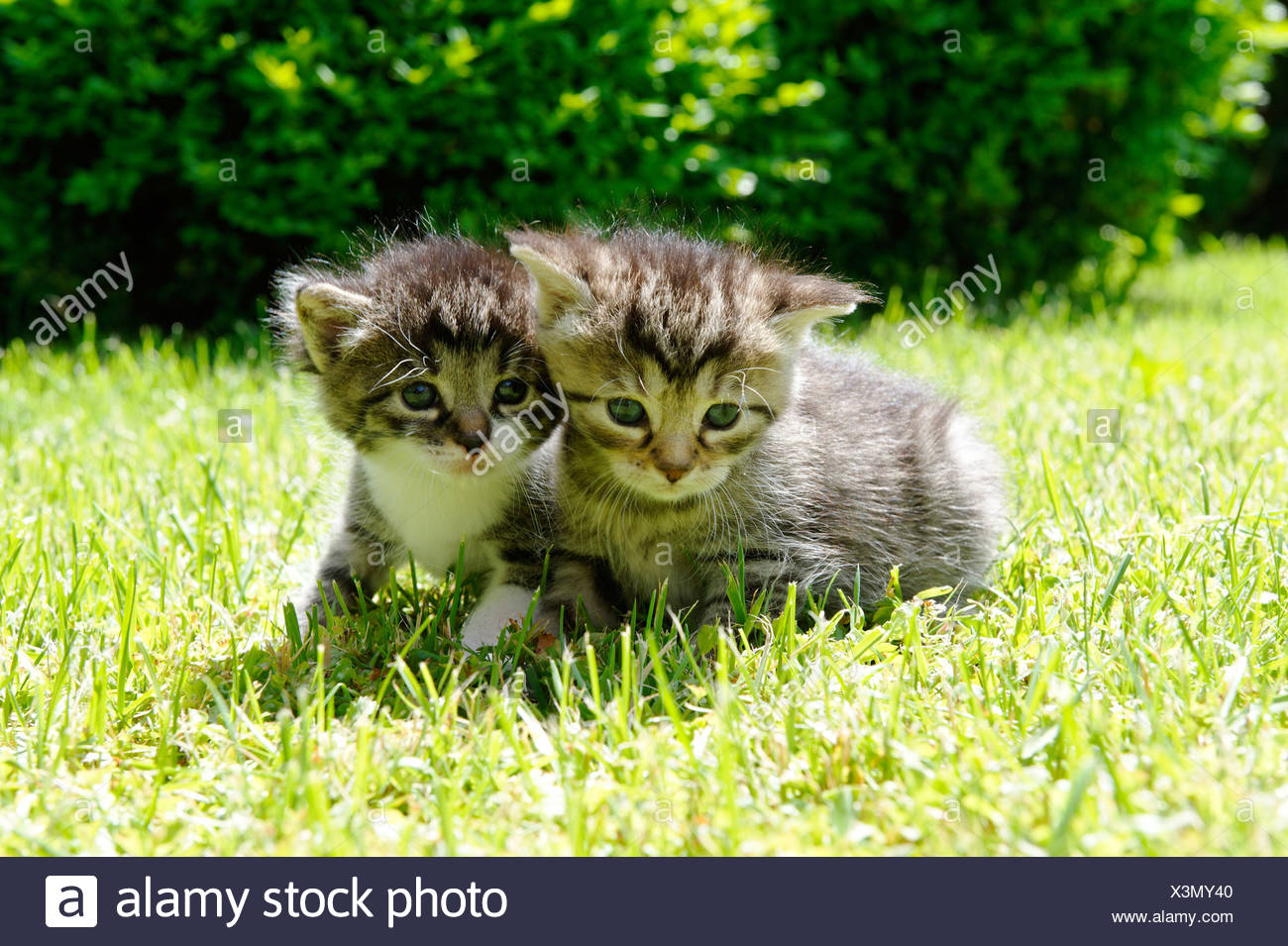 Felis High Resolution Stock Photography and Images - Alamy