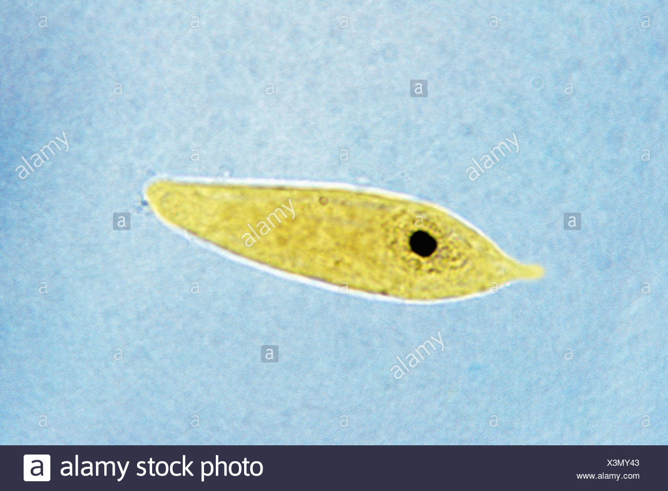 Plant Asexual Reproduction High Resolution Stock Photography and Images ...
