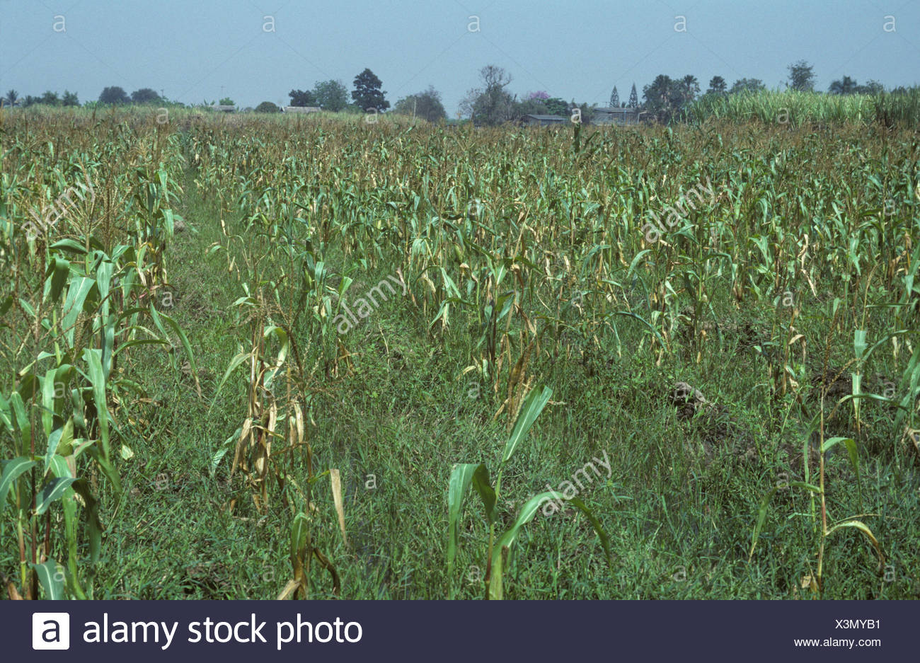 Maize Drought High Resolution Stock Photography and Images - Alamy