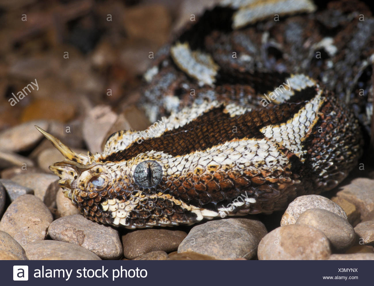 Rhino Viper High Resolution Stock Photography and Images - Alamy