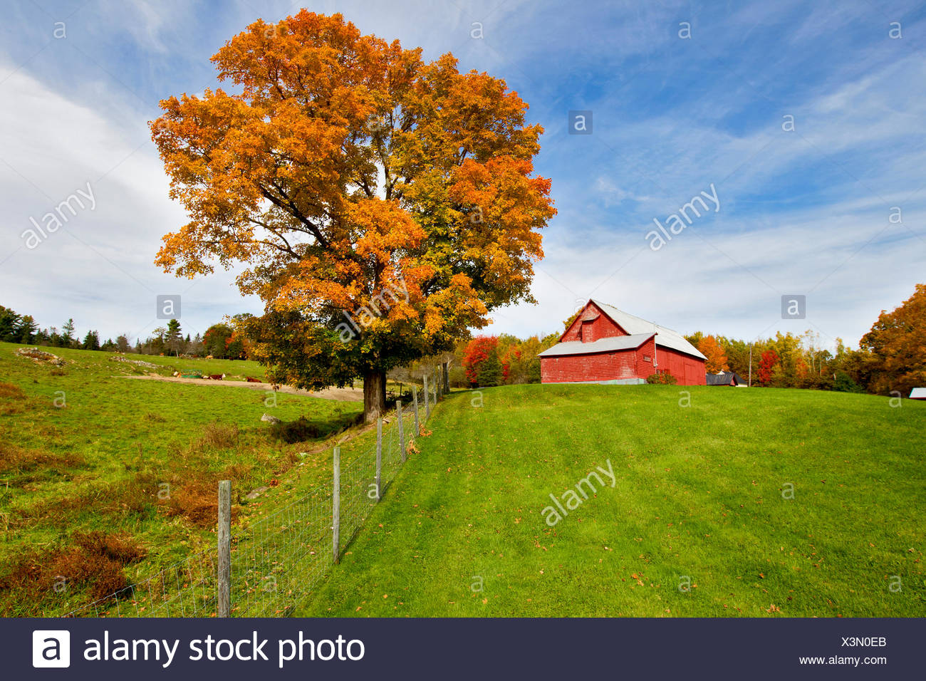 Red River Maple High Resolution Stock Photography and Images - Alamy
