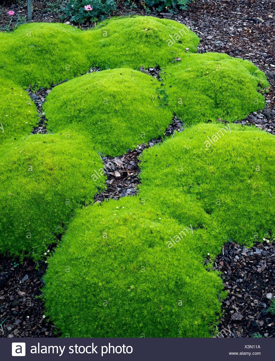 Sagina Subulata Aurea High Resolution Stock Photography and Images - Alamy