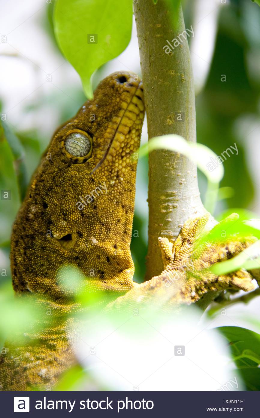 African Lizards High Resolution Stock Photography and Images - Alamy