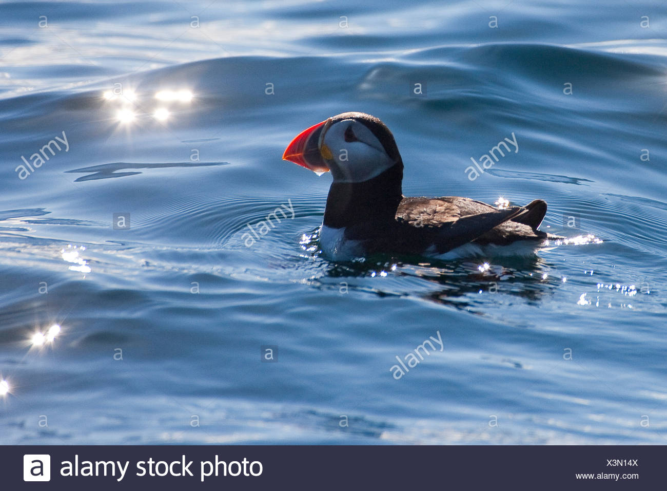 Atlantic Puffin Swimming High Resolution Stock Photography and Images ...