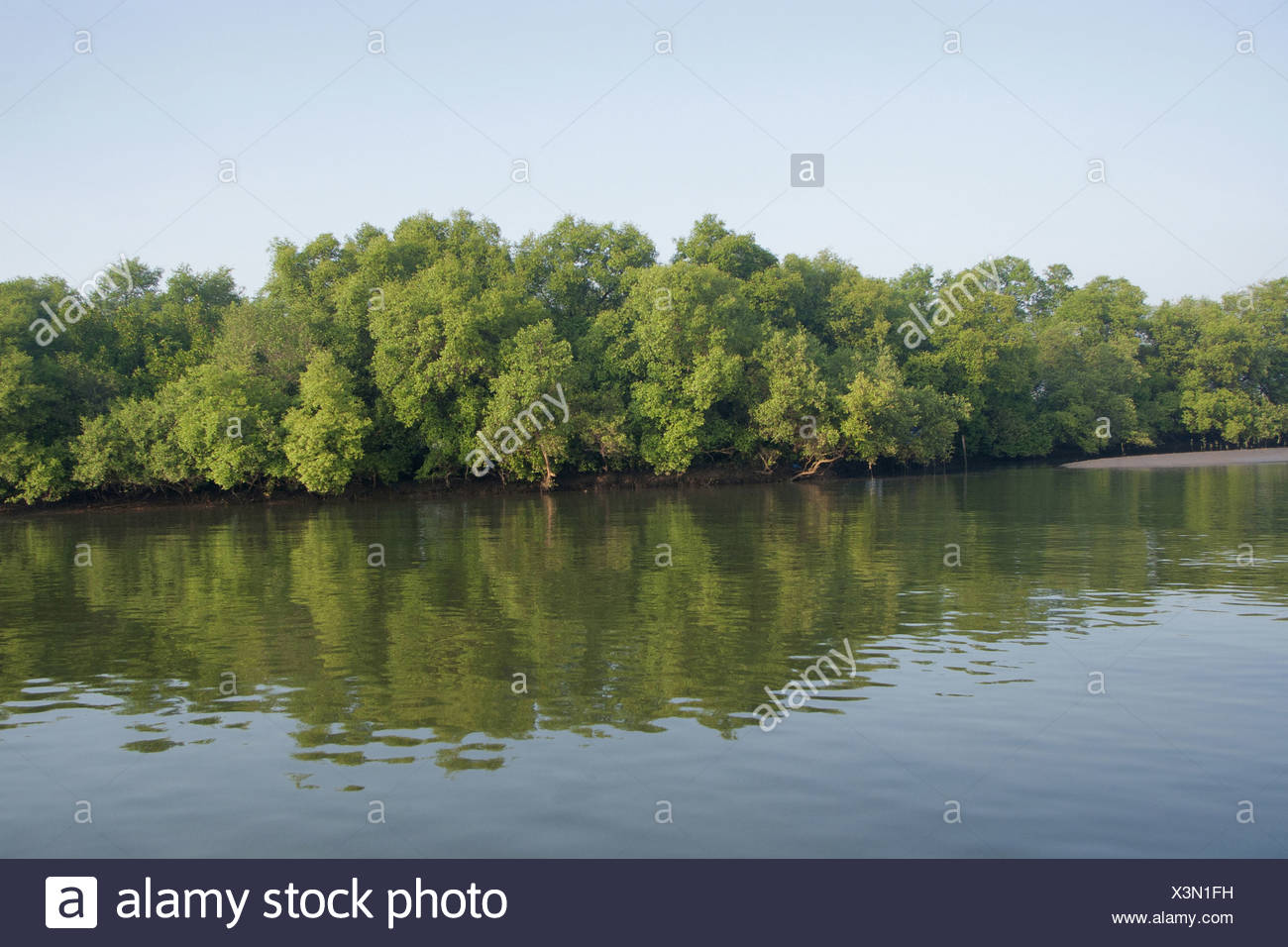 Estuary Mangroves Stock Photos & Estuary Mangroves Stock Images - Alamy