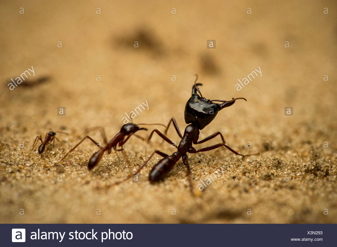 Dorylus High Resolution Stock Photography and Images - Alamy