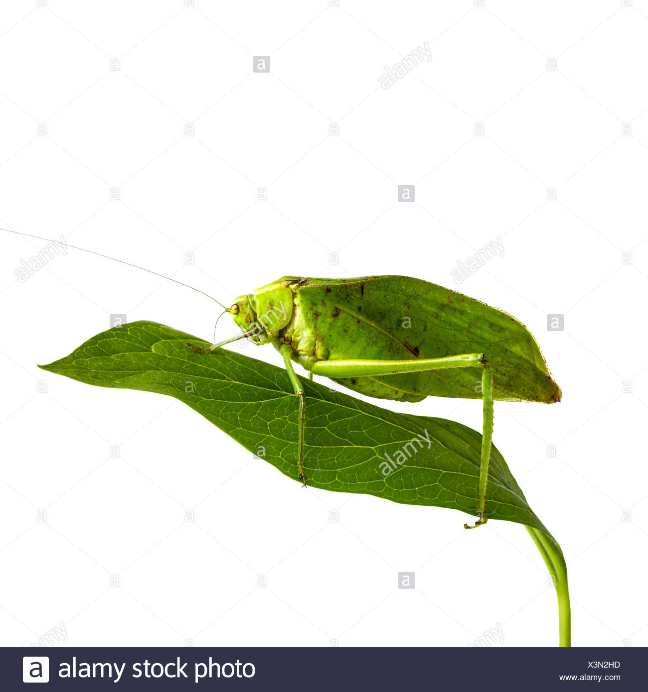 Leaf Katydid Stock Photos & Leaf Katydid Stock Images - Alamy