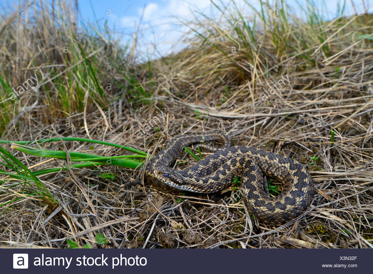 Orsinis Viper Vipera Ursinii Stock Photos & Orsinis Viper Vipera ...