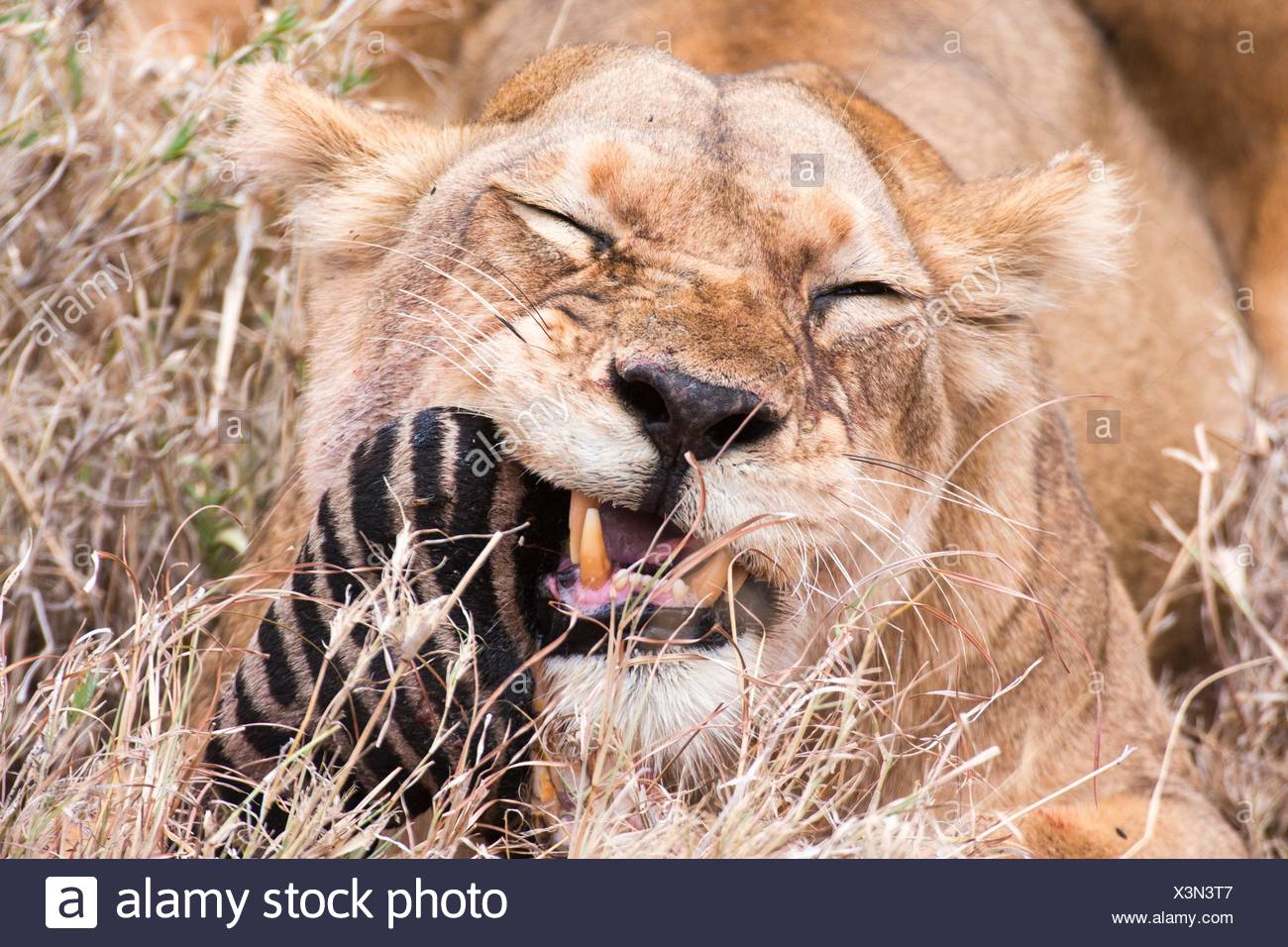 Lioness Hunt Zebra High Resolution Stock Photography and Images - Alamy
