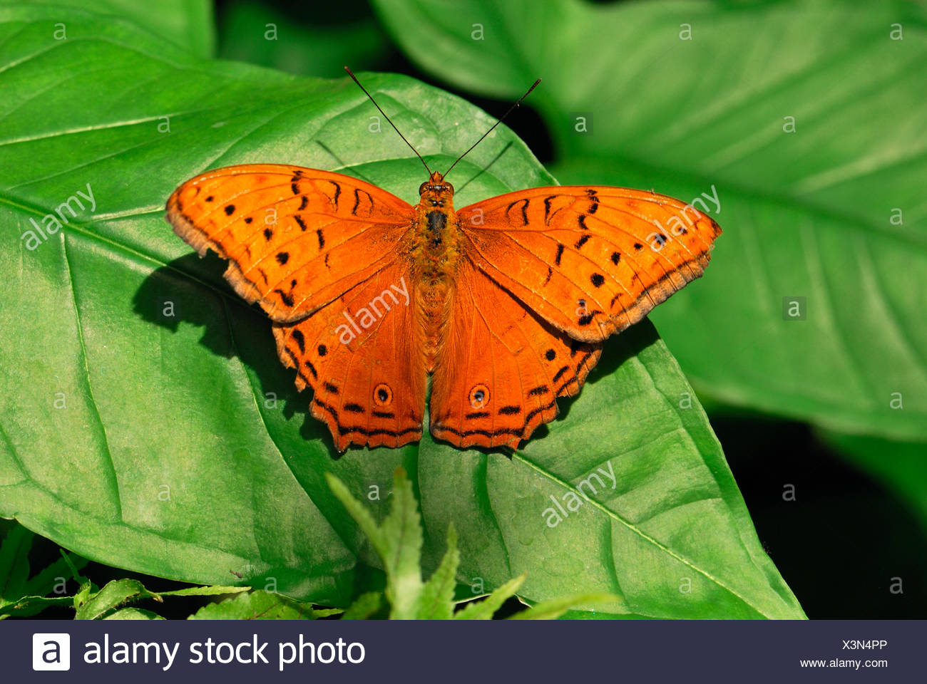 Australian Butterflies High Resolution Stock Photography and Images - Alamy