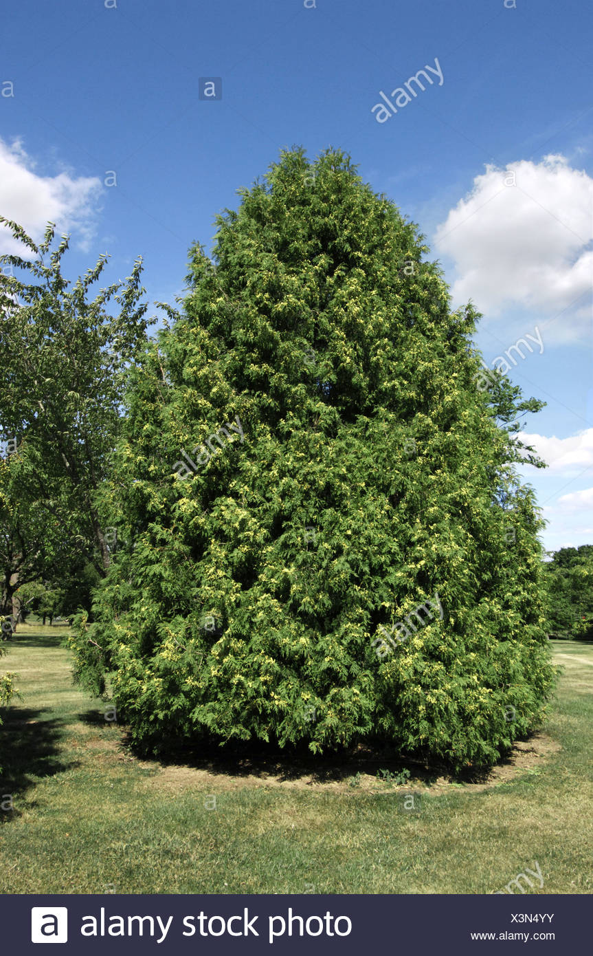 Northern White Cedar High Resolution Stock Photography and Images - Alamy