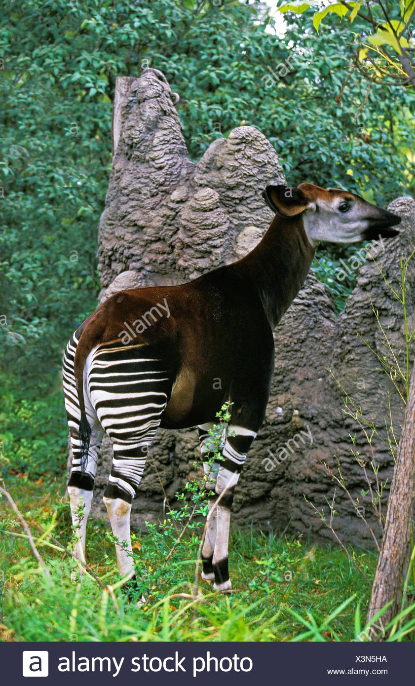 Okapi Hoofed Animals Stock Photos & Okapi Hoofed Animals Stock Images ...