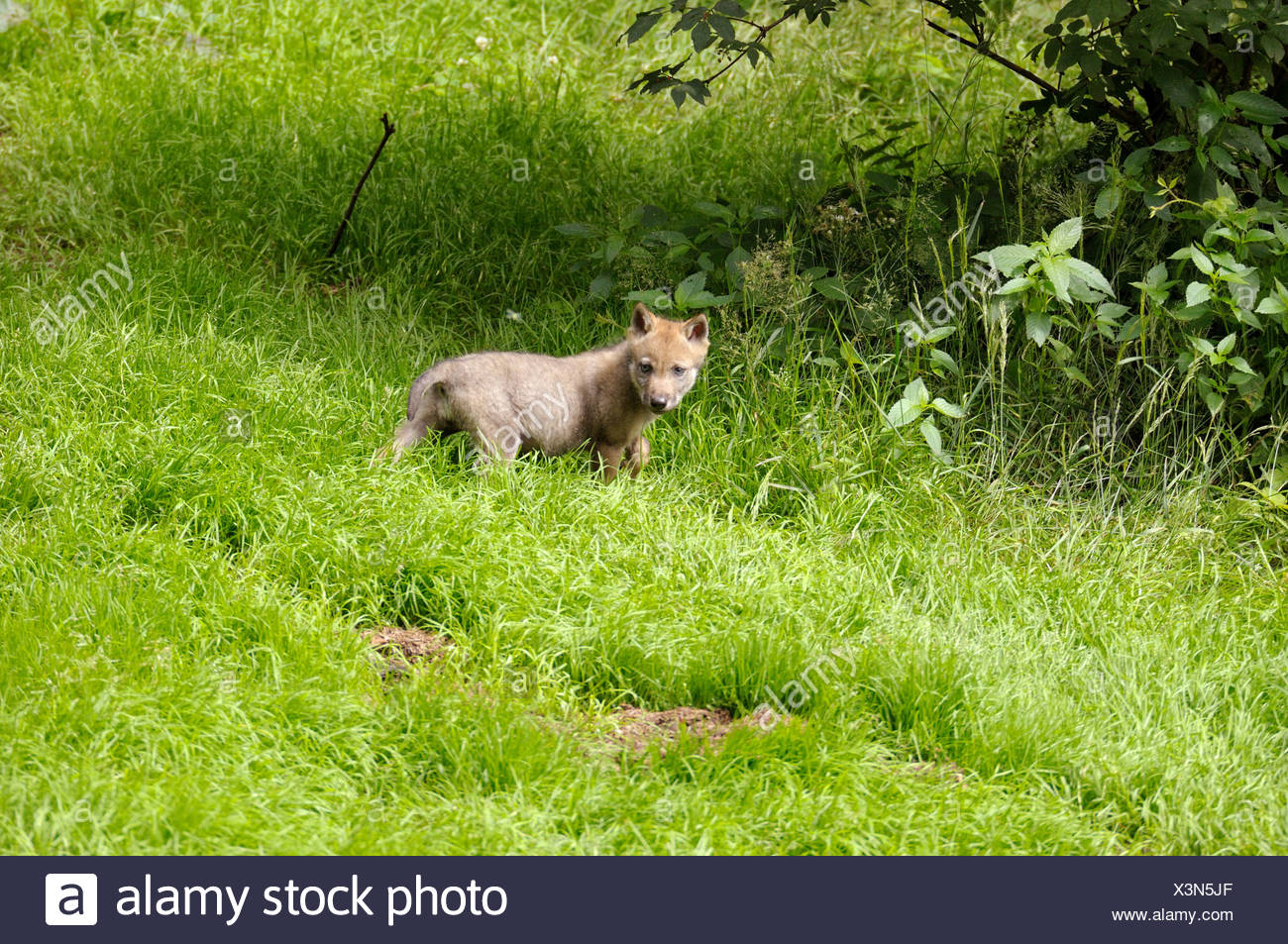 Grey Wolf Cub High Resolution Stock Photography and Images - Alamy
