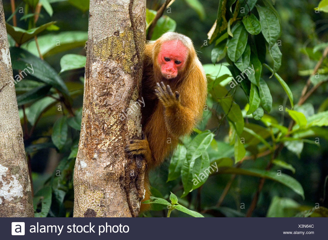 Uakari Monkey Stock Photos & Uakari Monkey Stock Images - Alamy